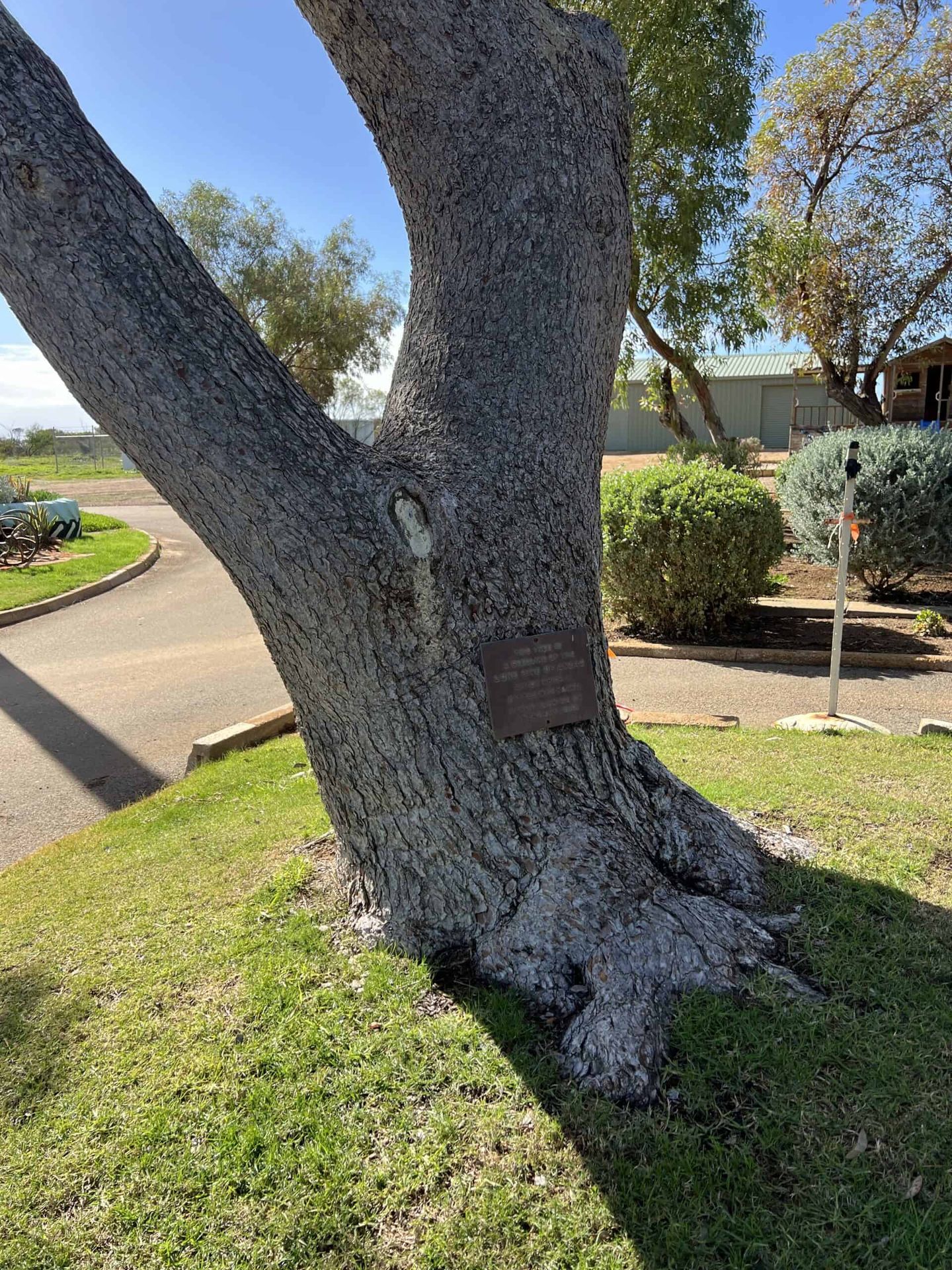 Binnu Primary School Lone Pine – Avenues of Honour