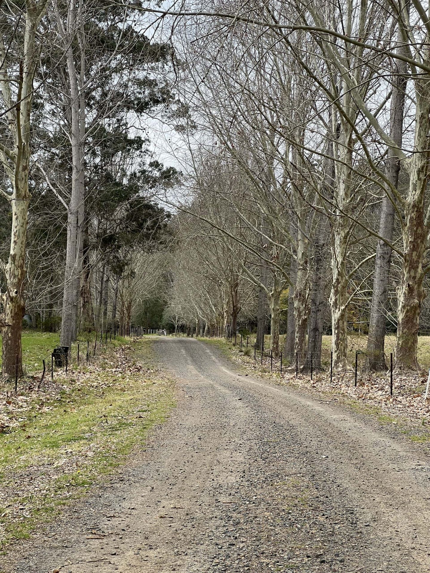 Mount Colliery Avenue of Honour – Avenues of Honour